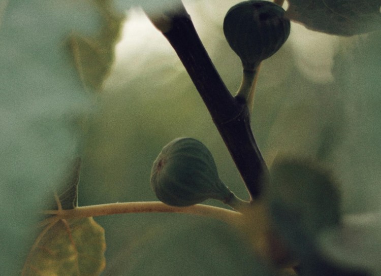 The Parable of the Unfruitful Fig Tree – Jesus Alone